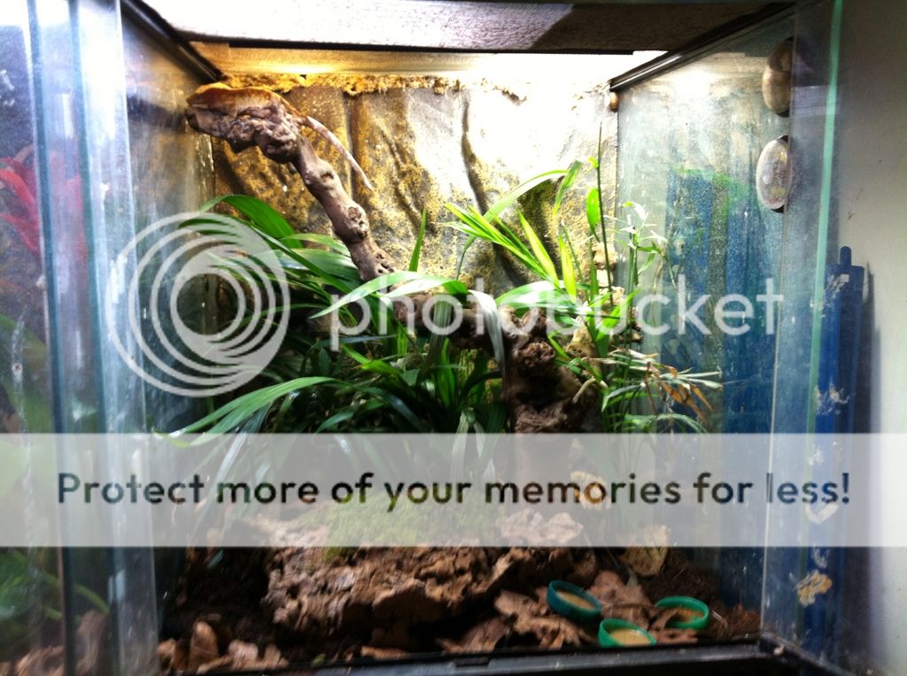 my vivs | Reptile Forums