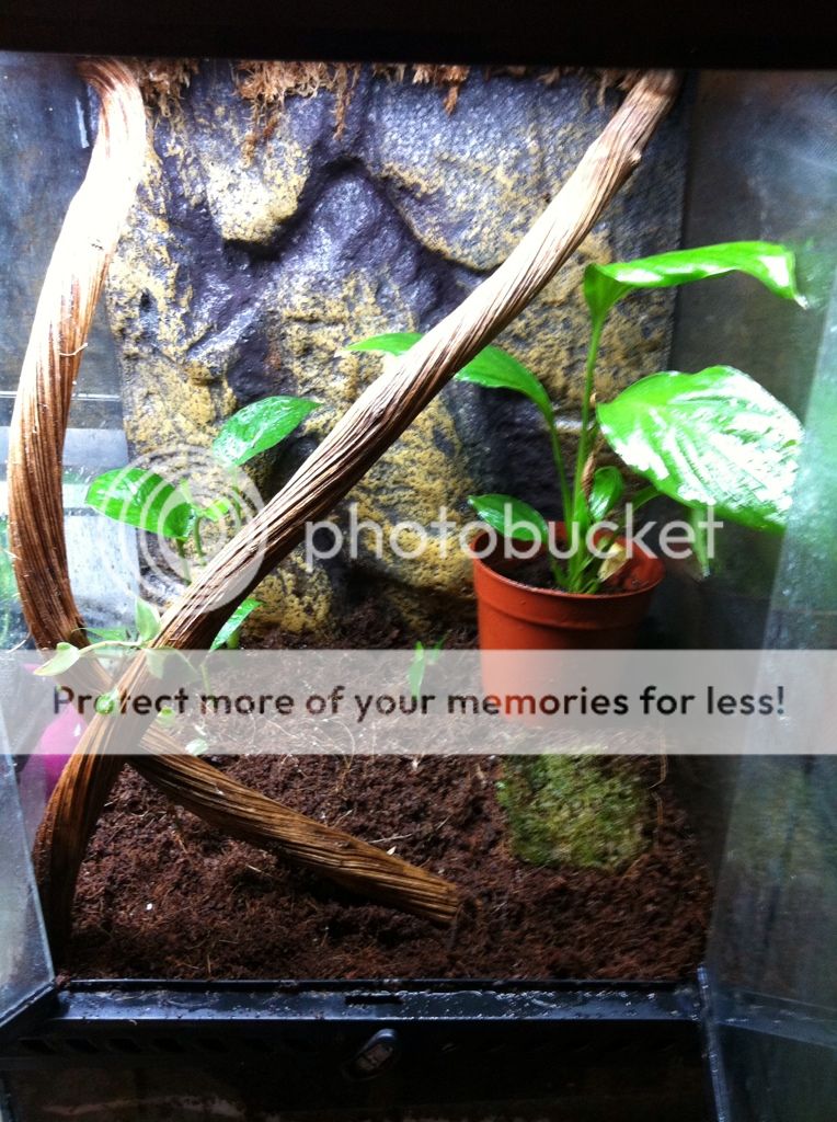 my vivs | Reptile Forums