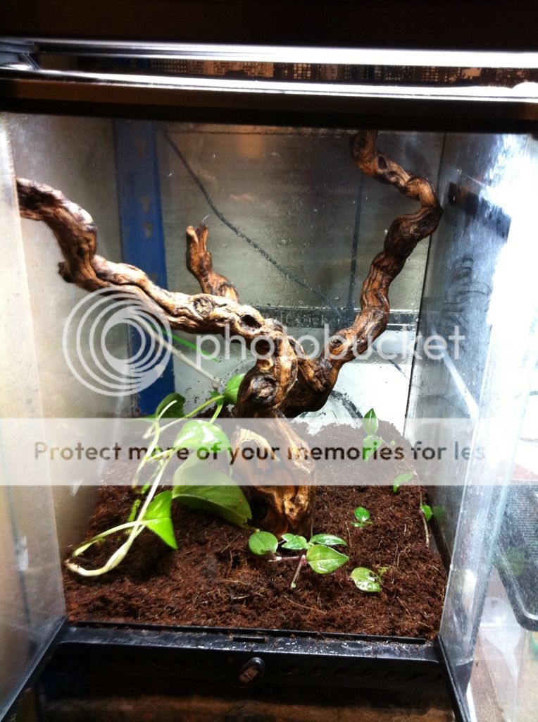 my vivs | Reptile Forums