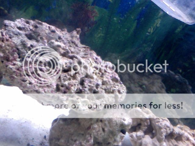 Live rock bleaching??? what to do - Reef Central Online Community